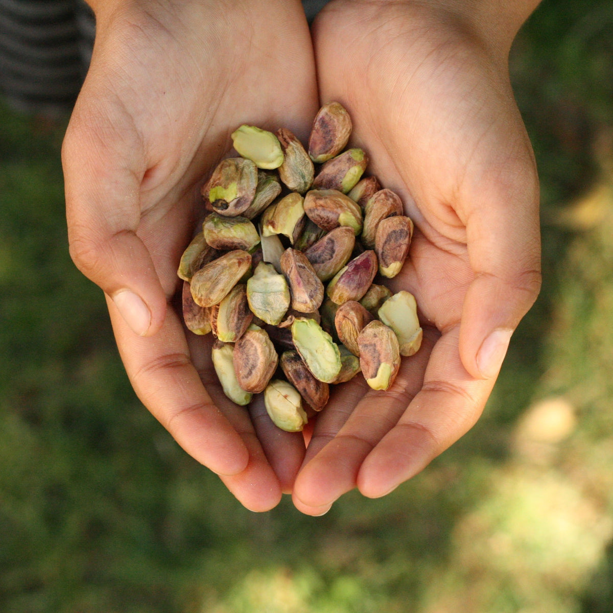 Raw Organic Pistachios – NUT • HUT