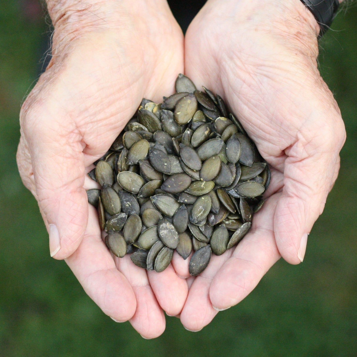 Raw Organic Pumpkin Seeds – NUT • HUT