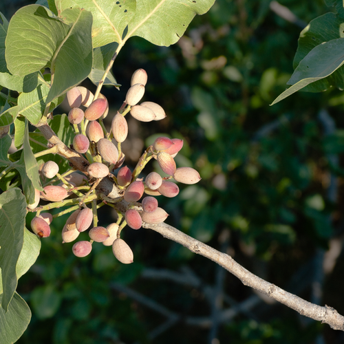 Raw Organic Pistachios – NUT • HUT