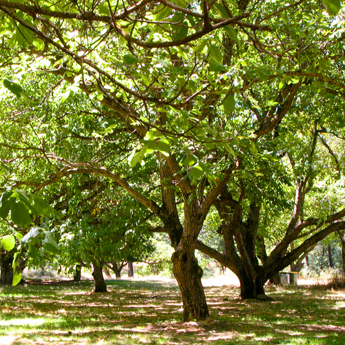 Sprouted Organic Walnuts – NUT • HUT